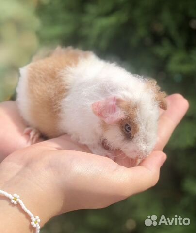 Морская свинка американский тедди