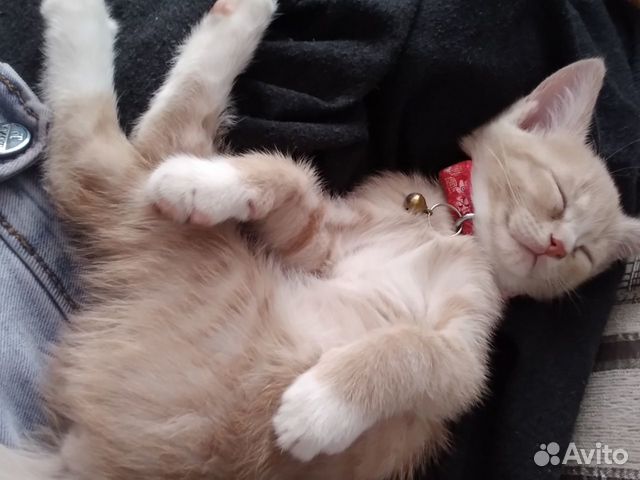 Котёнок подросток