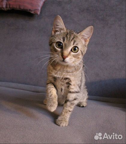 Чудесный ласковый глазастик