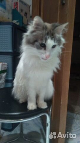 Отдам кота в добрые руки (помесь с ориенталом)