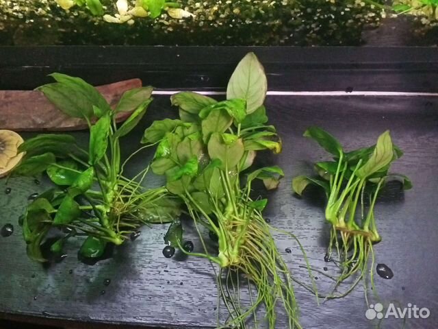 Анубиас карликовый