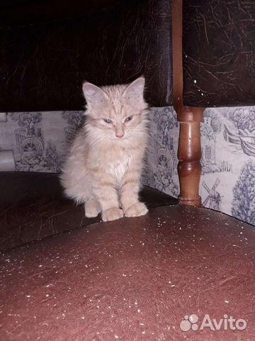 Кошка