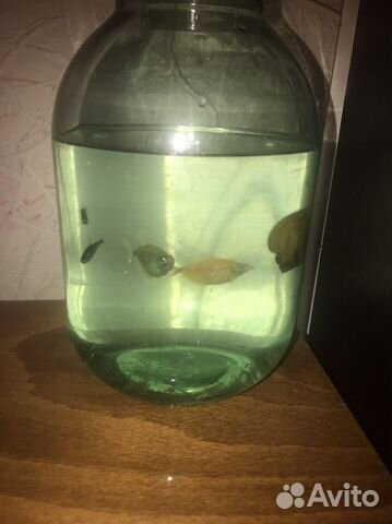 Отдам бесплатно 4 рыбки для аквариума и улитка