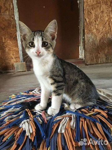 Котик в добрые руки