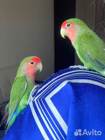 Попугаи неразлучники ручные