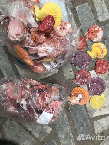 Кораллы и раковины