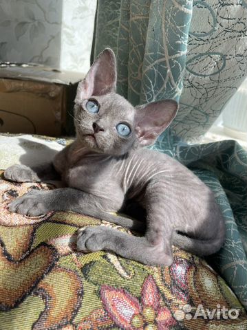 Котята девон-рекс