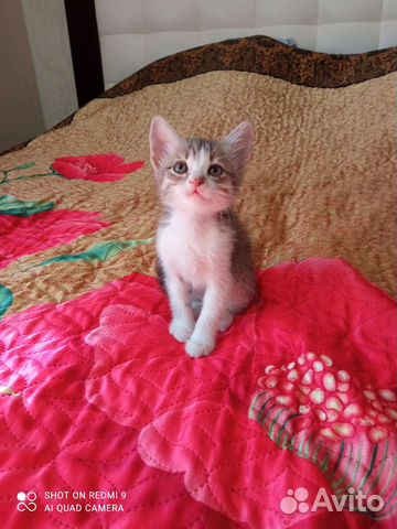 Кошка в дар бесплатно