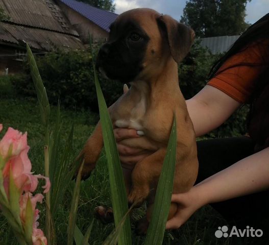 Продаётся щенок немецкого боксёра