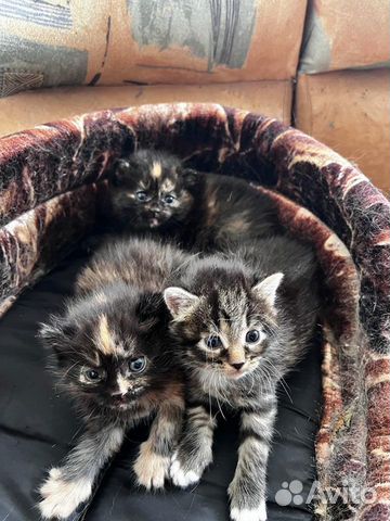 Очаровательные пушистики