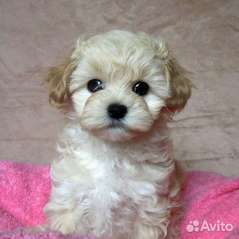 Мальтипу f1 Mini