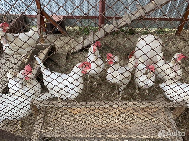 Курицы несушки