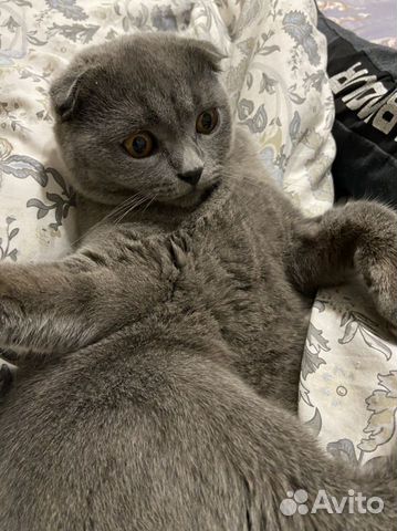 Британская вислоухая кошка, вязка