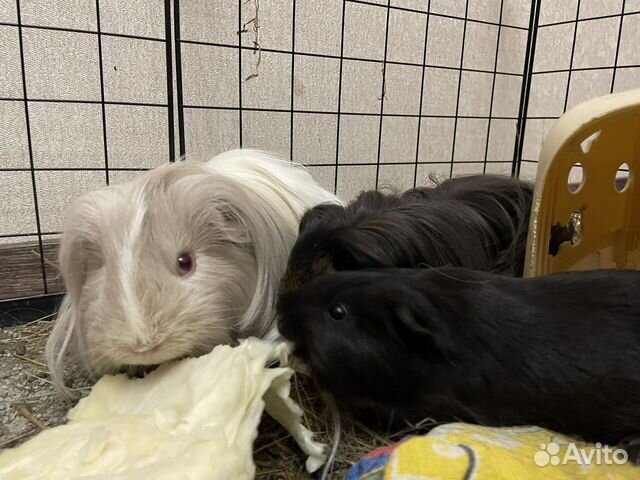 Морские свинки