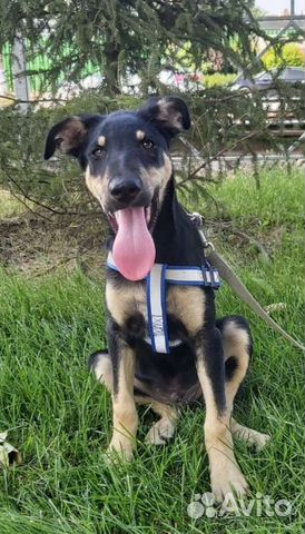 Щенок в добрые руки