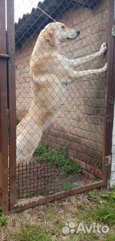 Продажа русская гончая