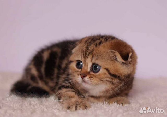 Вислоухие котята