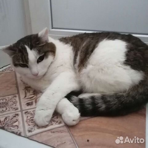 Пожилая женщина просит приютить ее кошку