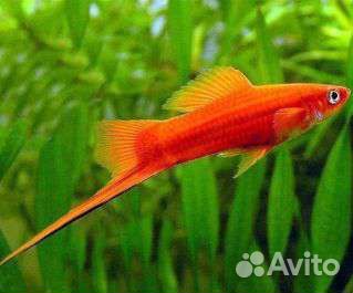 Меченосцы красные