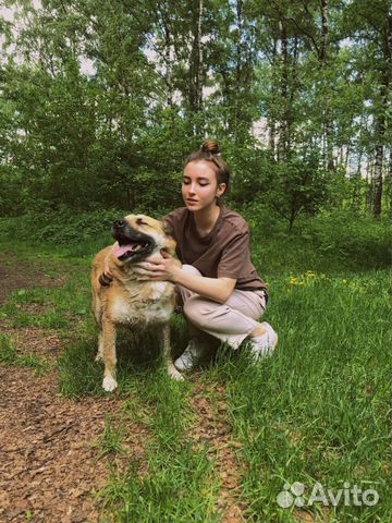 Пёс Зая в добрые руки из приюта