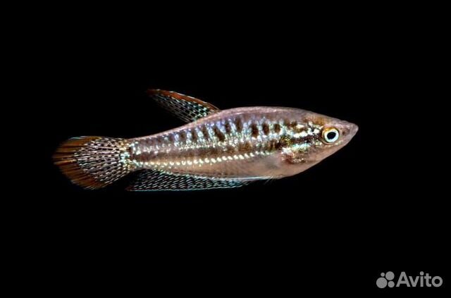 Карликовые гурами