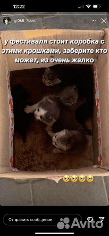 Котята в добрые руки