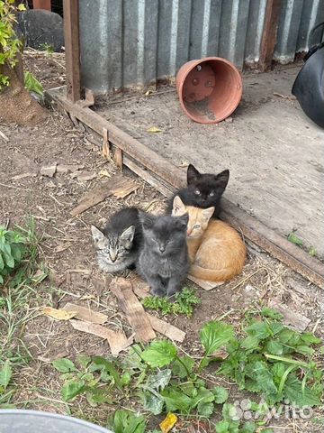 Котята в добрые руки