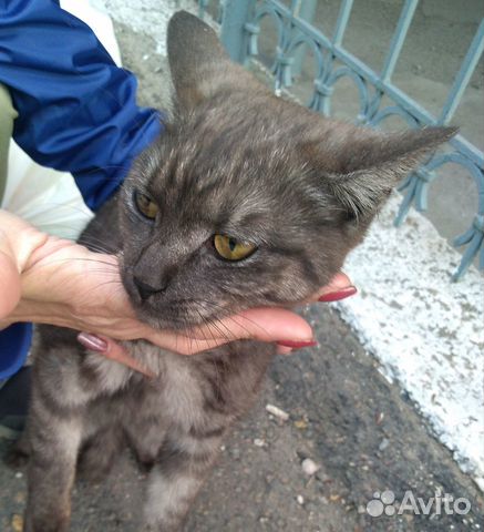 Кошка в дар