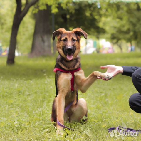 Щенок в добрые руки бесплатно