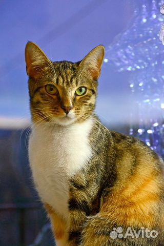 Красивущая и смешнючая девочка 7-7,5 мес ищет дом