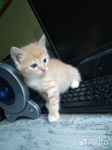 Котята 1 месяц отдам в добрые руки бесплатно