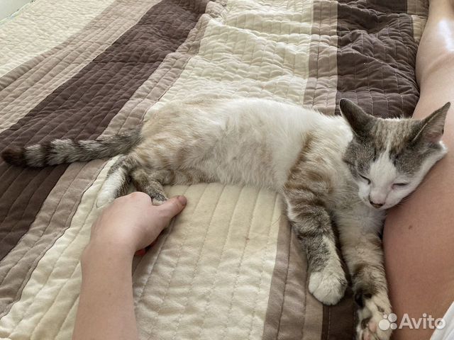 Котик в добрые руки (потеряшка)