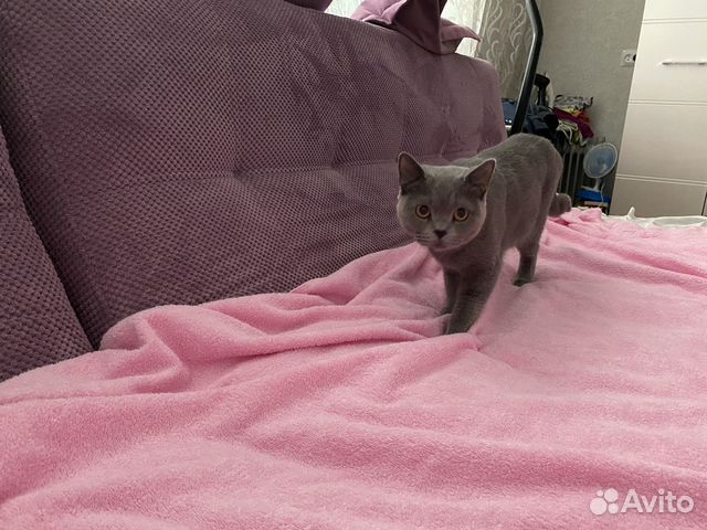 Кошка британка