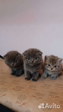 Шотландские вислоухие котята