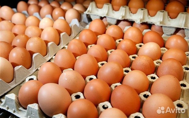 Гусиные яйца, яйца кур для инкубации