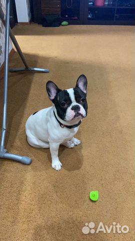 Французский бульдог вязка