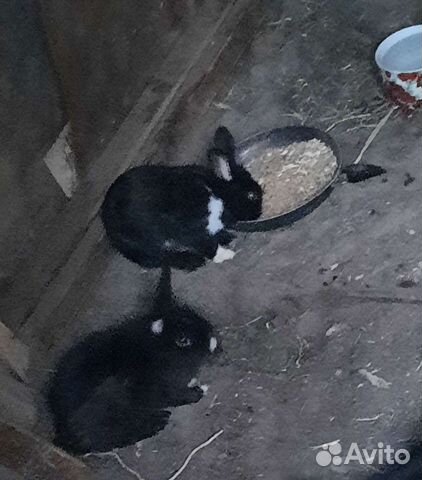 Декоративные кролики