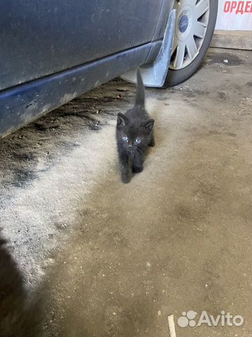 Котенок 6 недель Девочка