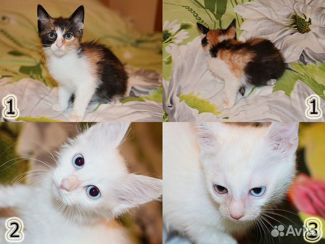 Пушистые разноглазые и трехцветные котята