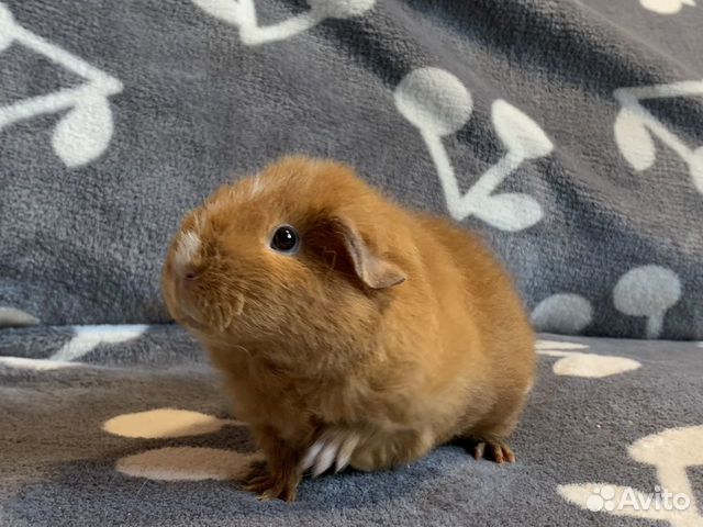Морская свинка американский тедди девочка