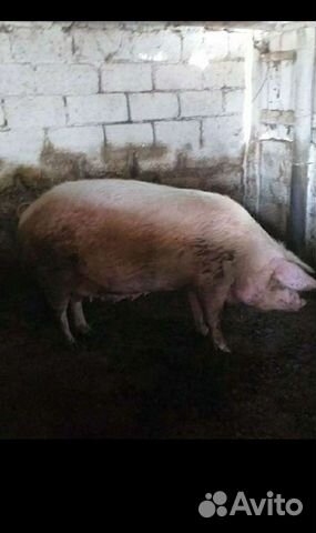Свинья на мясо