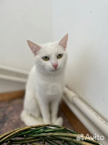 Турецкая ангора Алика