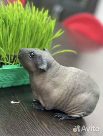 Морские свинки скинни и болдуин