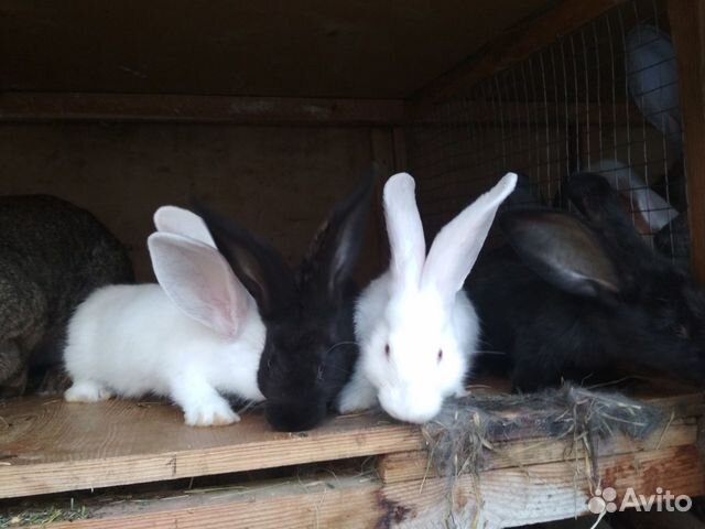 Кролики на племя и на мясо