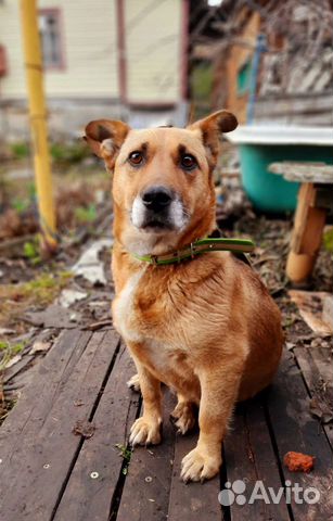 Собака в добрые руки