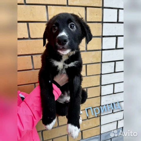 Мальчик Принц ищет дом