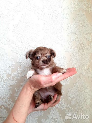 Чихуахуа щенок девочка шоколадный мрамор