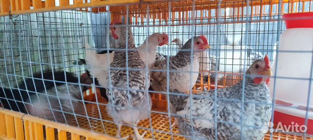 Куры молодки несушки петушки