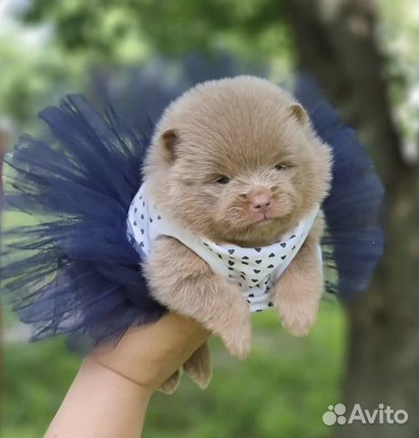 Лиловое чудо)