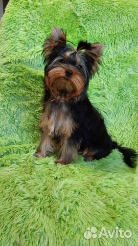 Собаки щенки йорк